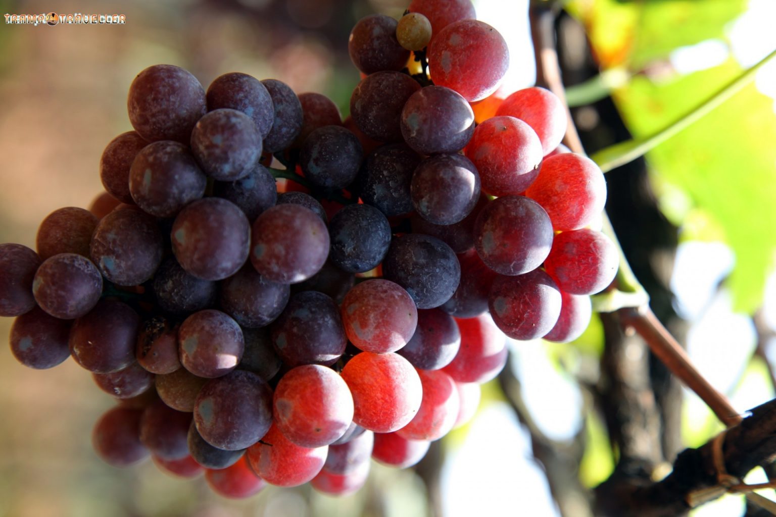 Grape Farm Kambam TrampTraveller