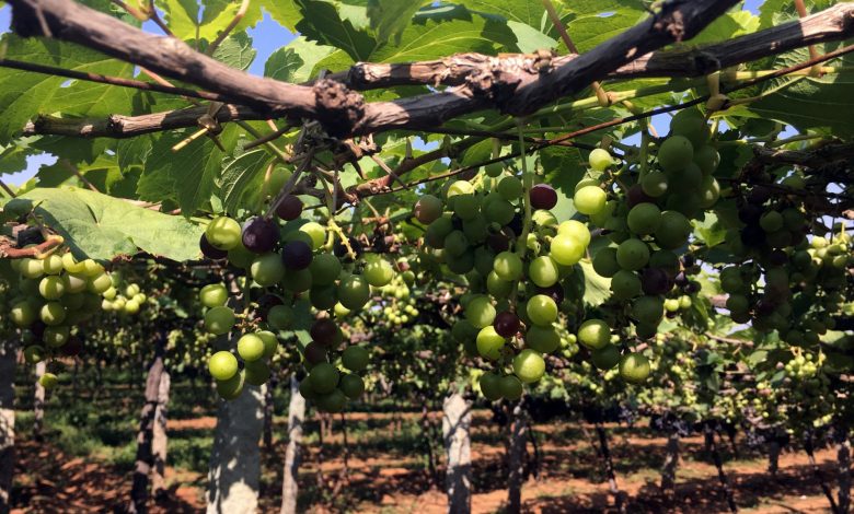 Grape Farm Kambam | TrampTraveller