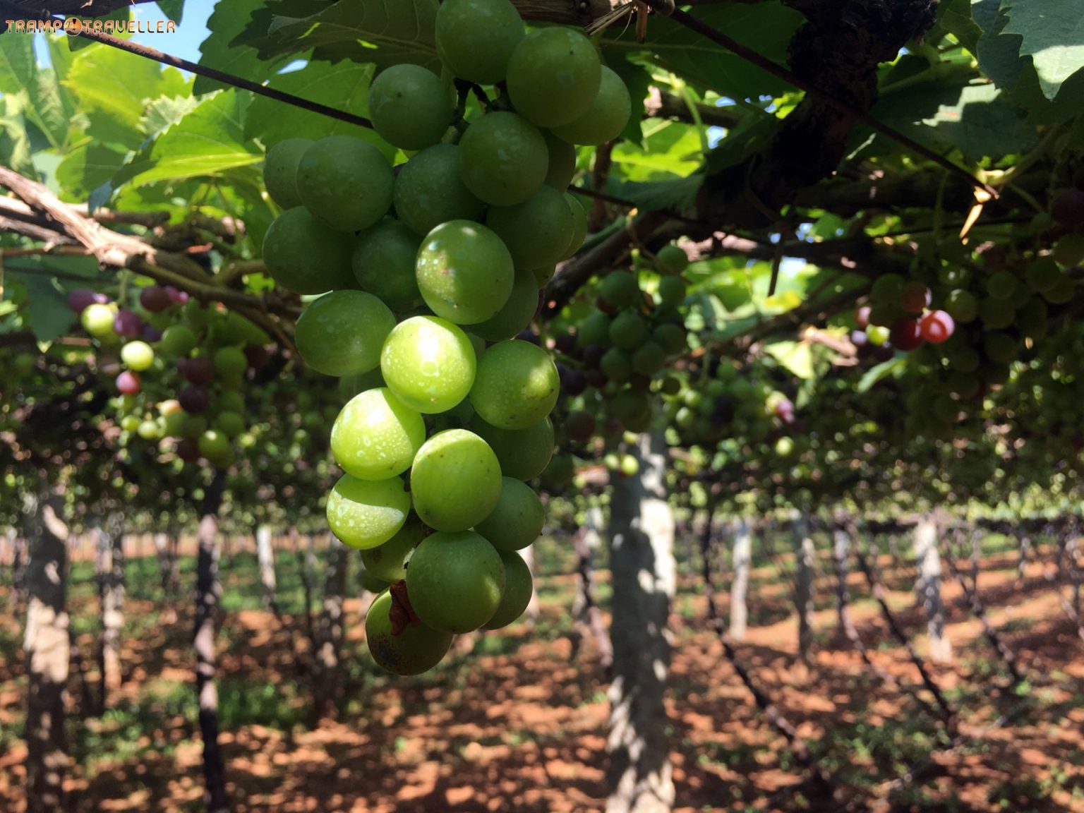 Grape Farm Kambam TrampTraveller