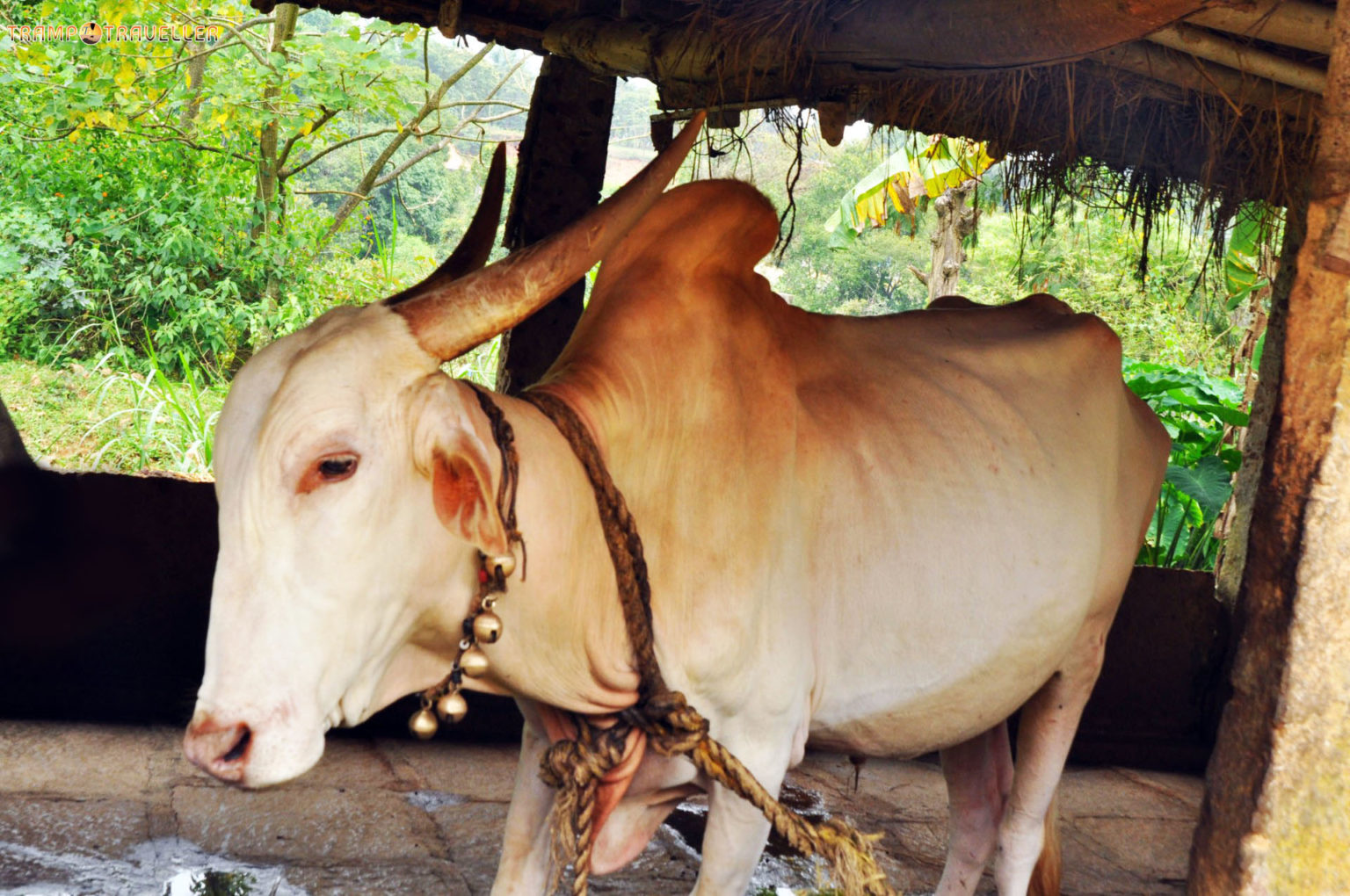 Mahanandi Goshala Hossanagar TrampTraveller
