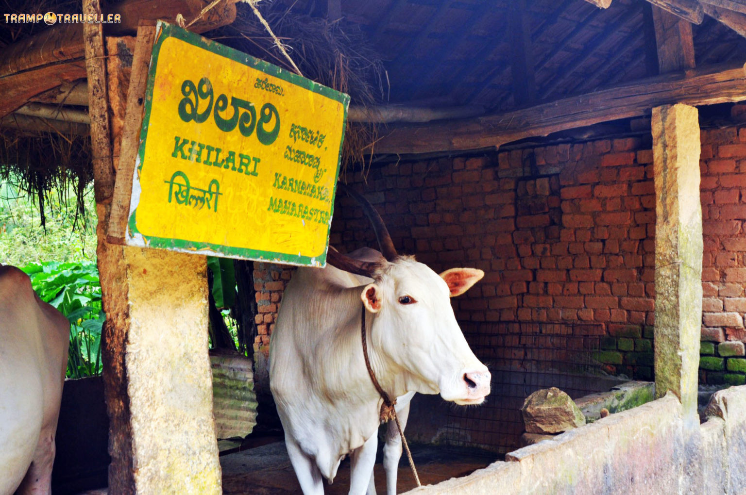 Mahanandi Goshala Hossanagar TrampTraveller