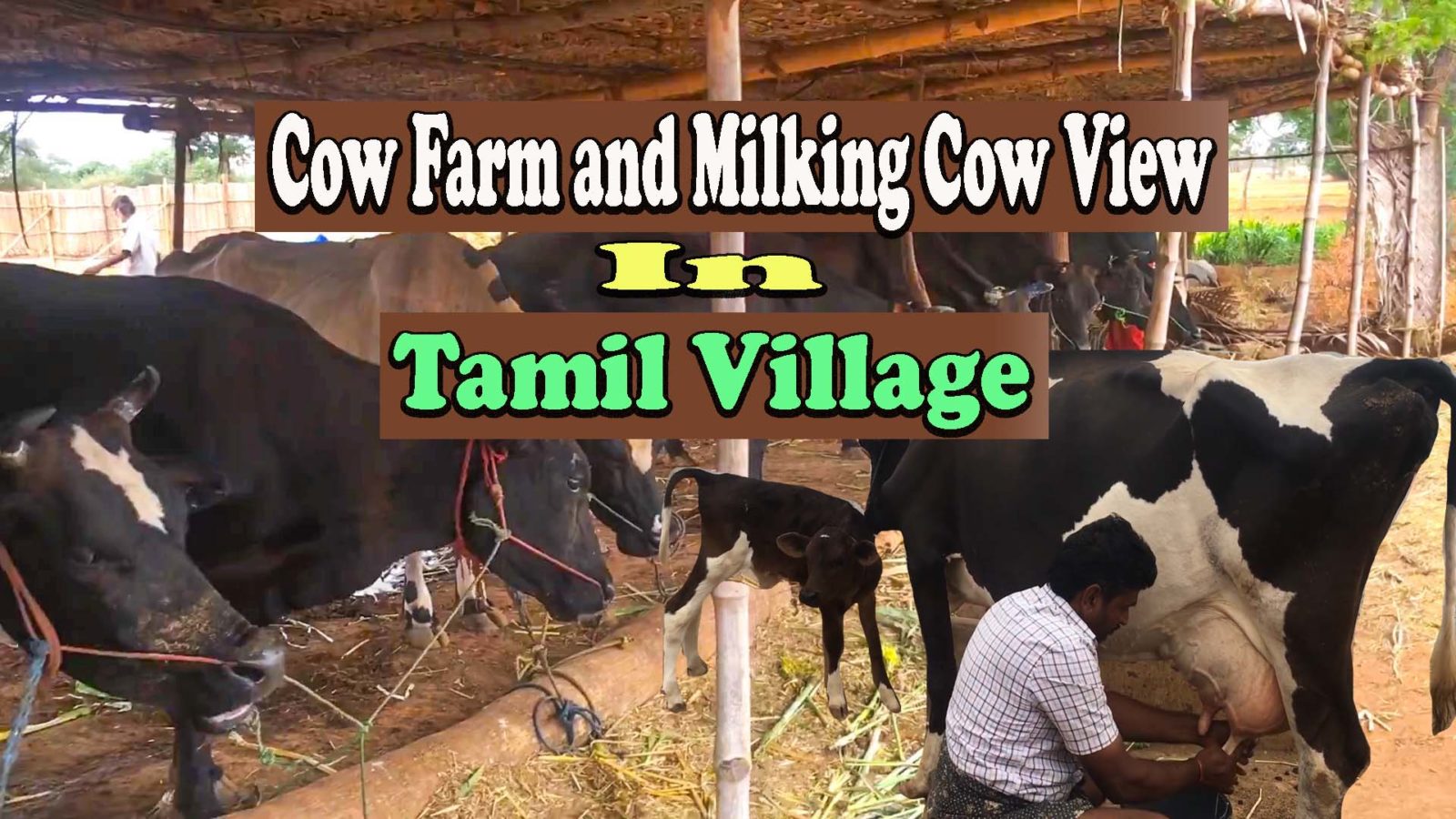 Cow Farm and Milking Cow A Village View In Tamil Nadu – Tamil Nadu ...