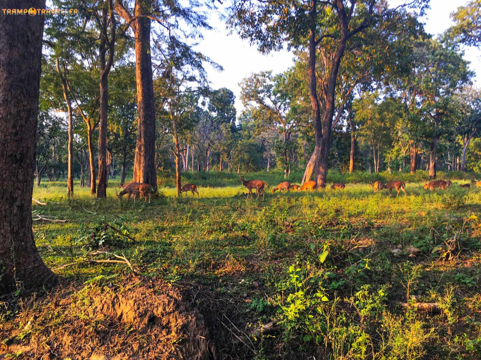 Nagarhole National Park View – Kodagu – Karnataka – India. TrampTraveller
