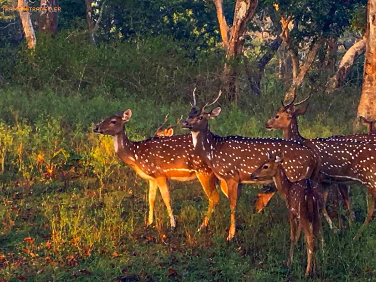 Nagarhole National Park View – Kodagu – Karnataka – India. TrampTraveller