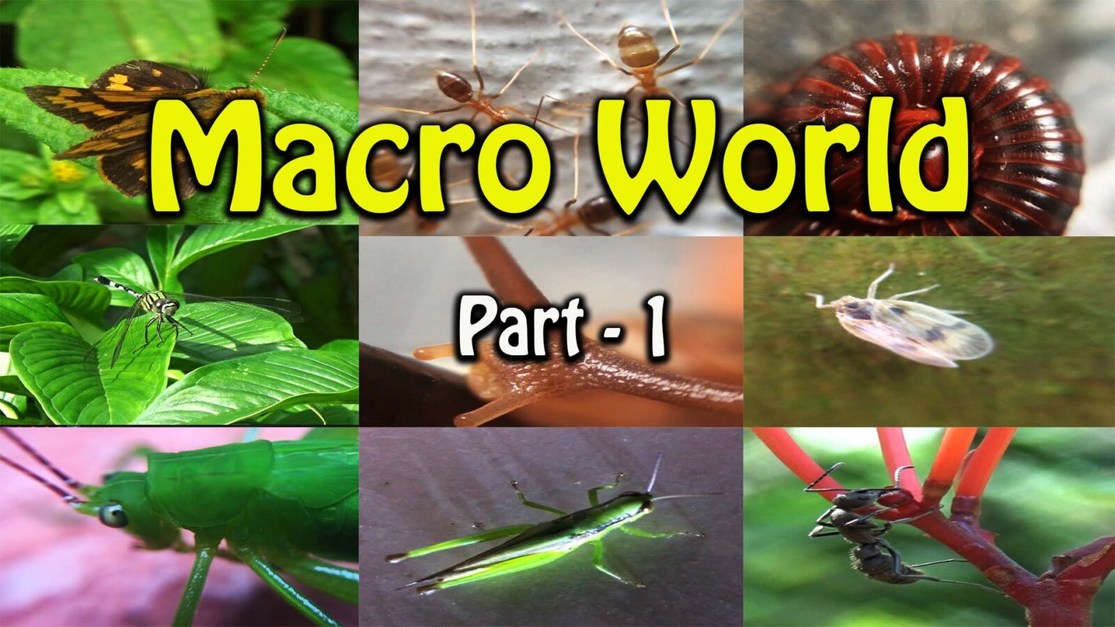 Macro World Part – 1 TrampTraveller